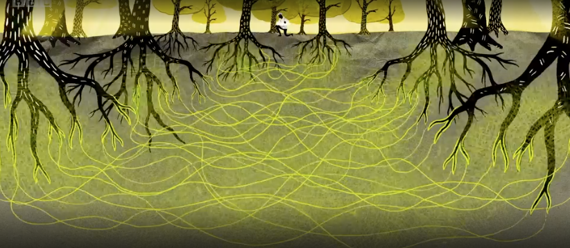 Wood Wide Web – Stories from the Wood Wide Web