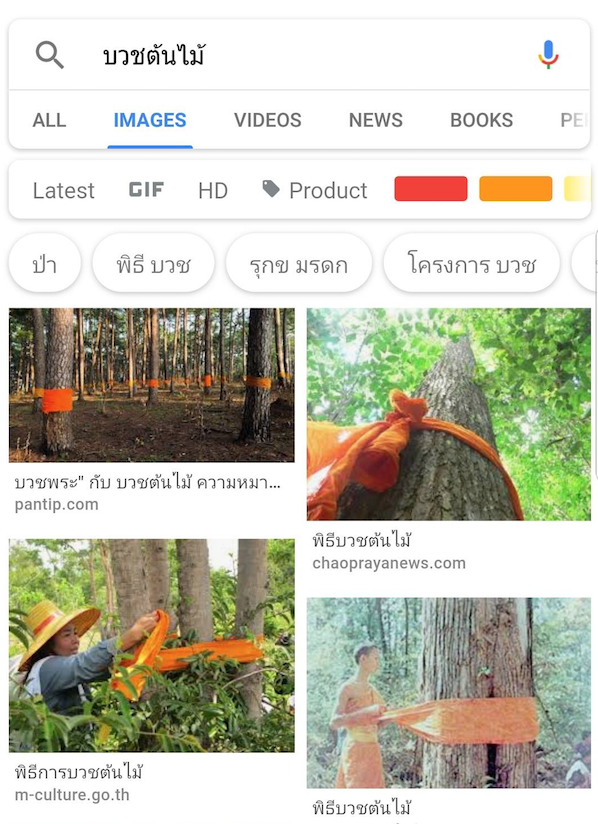 Why do Thai Tree Spirits like Red Fanta ? – Stories from the Wood Wide Web