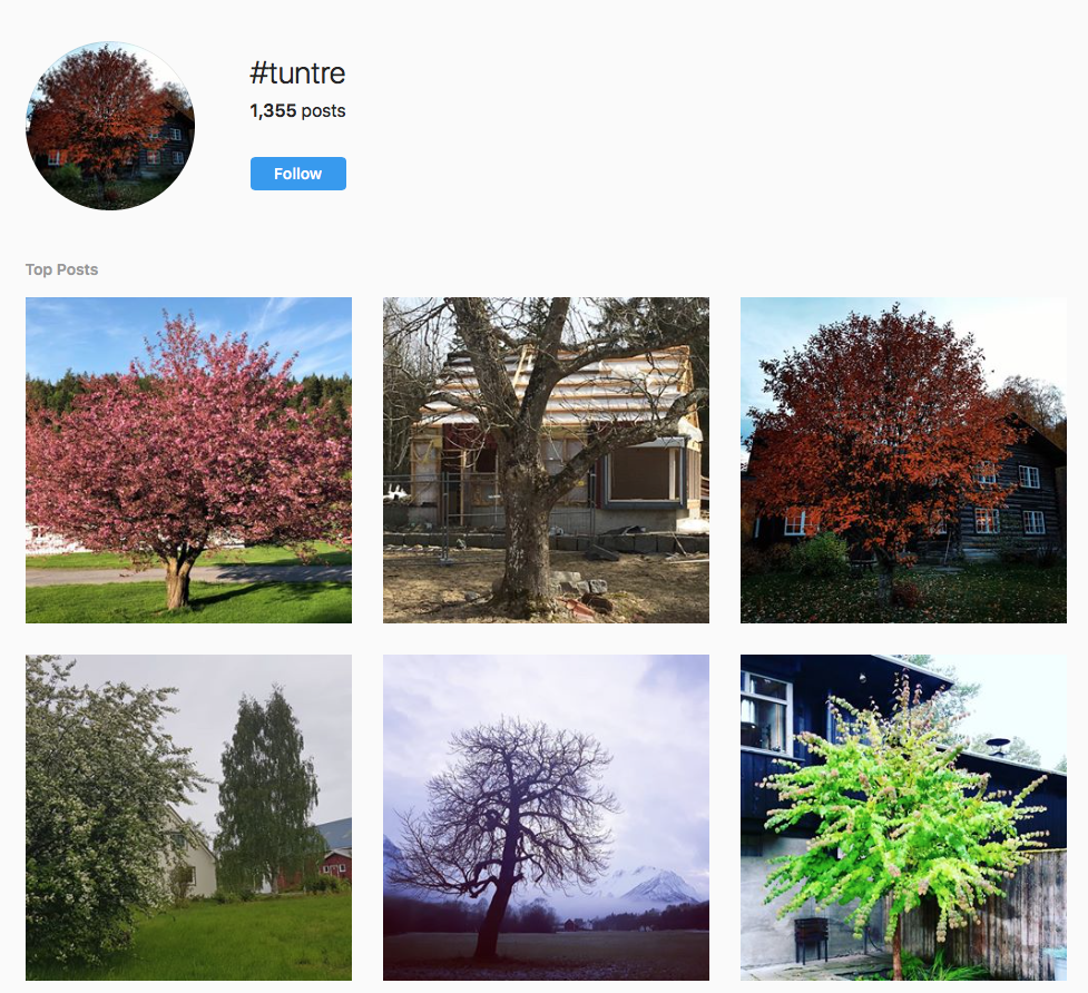 Sacred “Garden” trees of Norway and Sweden – Stories from the Wood Wide Web