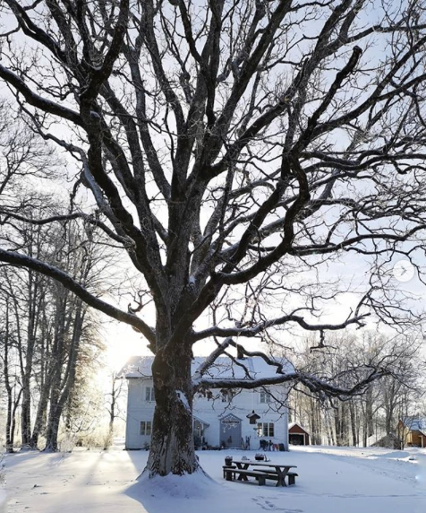 Sacred “Garden” trees of Norway and Sweden – Stories from the Wood Wide Web