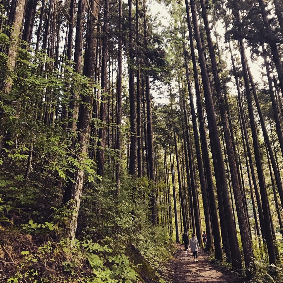 Wood weaving & forest bathing in Nagano, Japan – Stories from the Wood ...