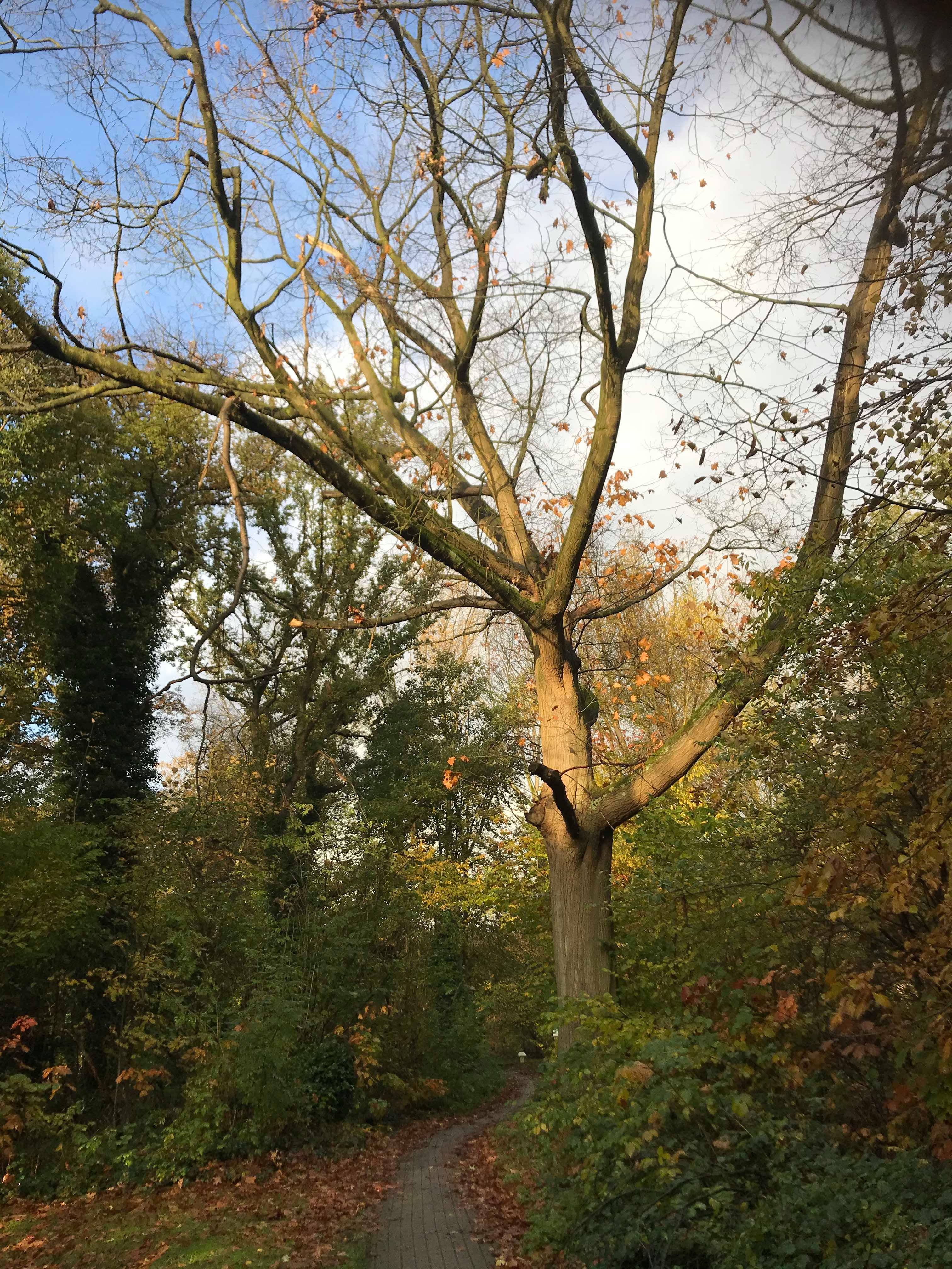 Fear and Floating in a Flemish Forest – Stories from the Wood Wide Web