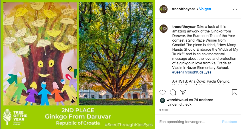 Branching out: A Tree Pageant – Stories from the Wood Wide Web