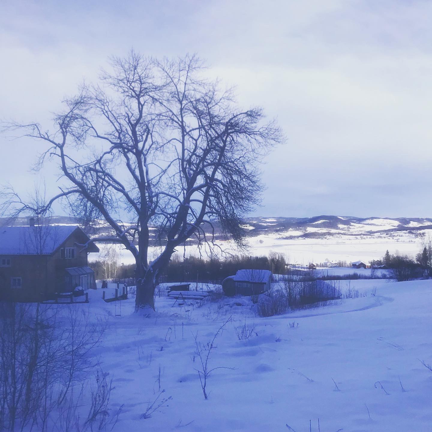 Sacred garden trees, pt. 3: an ash tree in Gjøvik – Stories from the ...