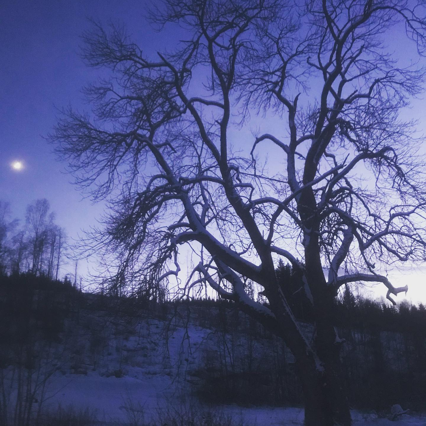 Sacred garden trees, pt. 3: an ash tree in Gjøvik – Stories from the ...