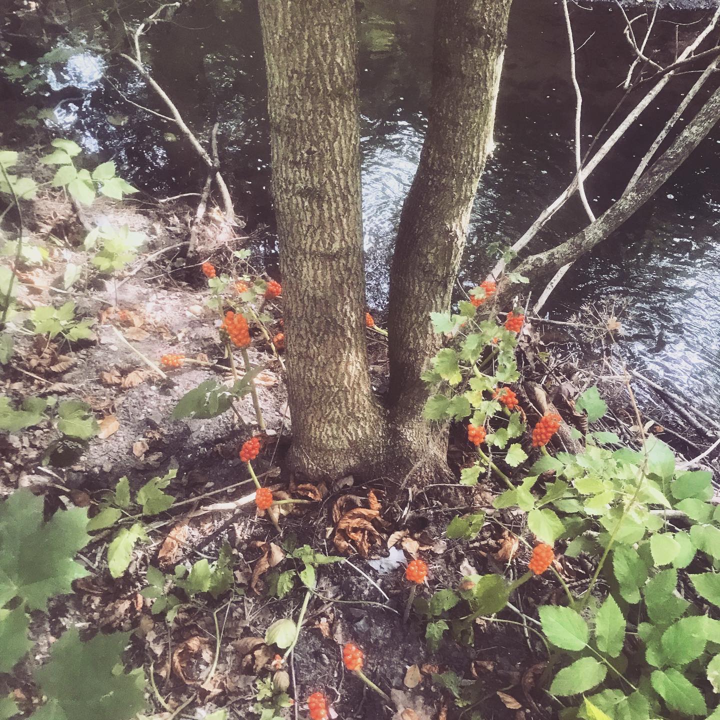 Rewilding the Czech legend of Libuše’s vision and Wild Sarka – Stories ...