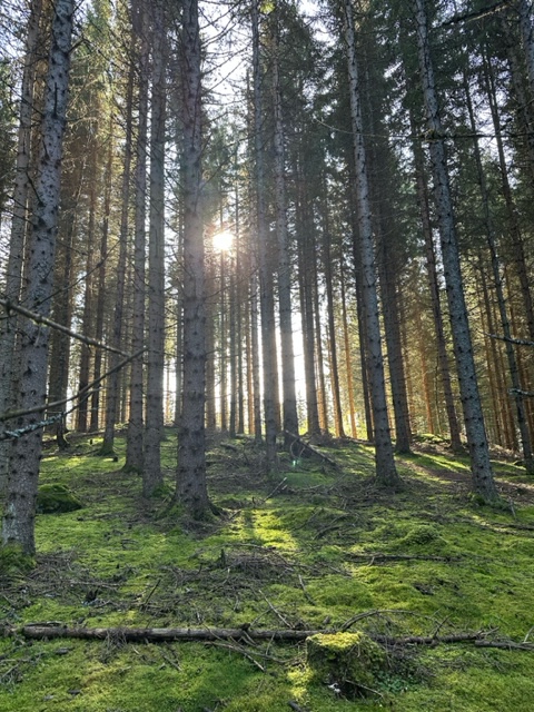 The huldra – places in Gjøvik with traces of wood nymphs – Stories from ...