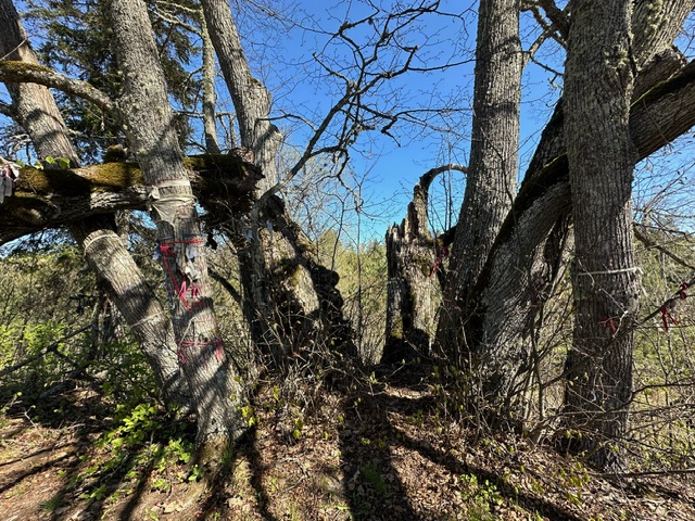 Sacred trees in Estonia: Ilumägi hill’s lime tree – Stories from the ...