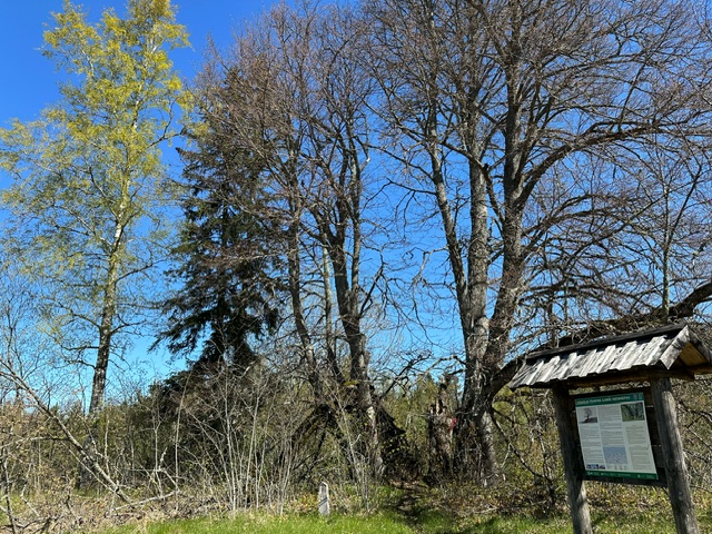 Sacred trees in Estonia: Ilumägi hill’s lime tree – Stories from the ...