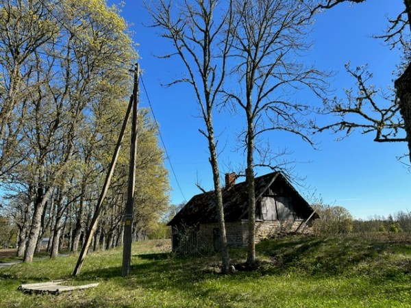 Sacred trees in Estonia: Ilumägi hill’s lime tree – Stories from the ...